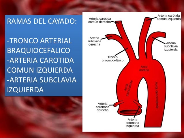 Cayado aortico y sus ramas