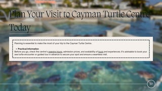 Cayman Turtle Centre Adventure | PDF