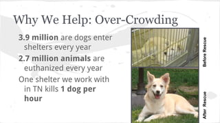 Cayuga Dog Rescue | PPT
