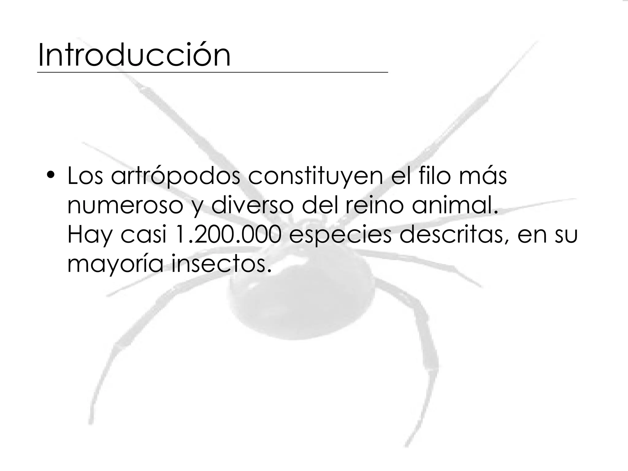 Caza de tesoro "Artrópodos" | PPT
