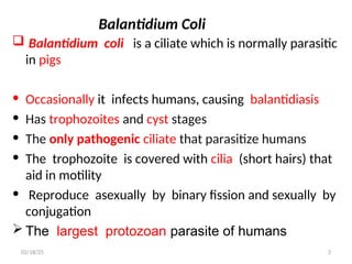 C B. coli (Ciliate) 3(1) parasitology.ppt
