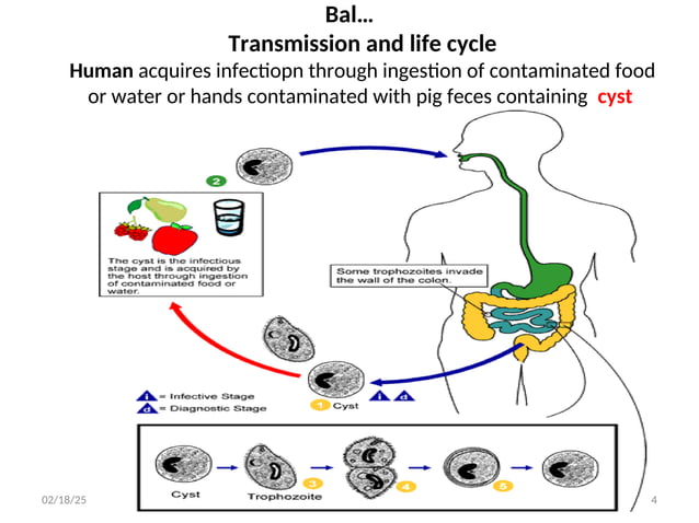 C B. coli (Ciliate) 3(1) parasitology.ppt
