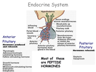 Classification , function of HORMONES in our body.pdf