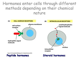 Classification , function of HORMONES in our body.pdf