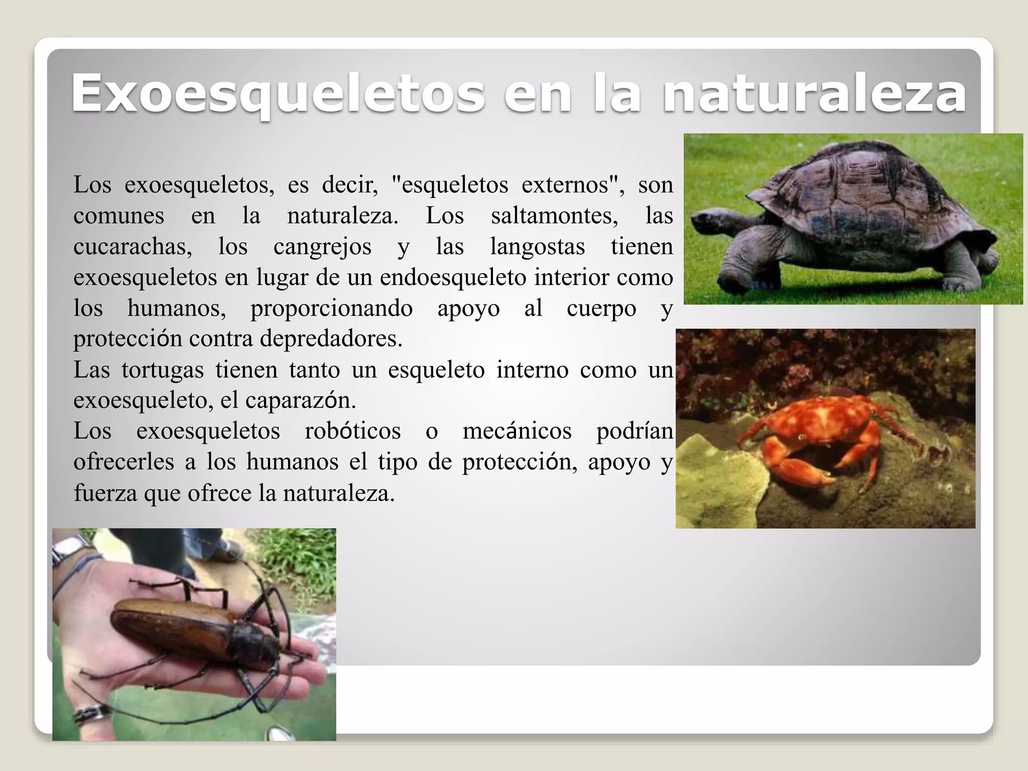 EXOESQUELETOS PRESENTACIÓN | PPT