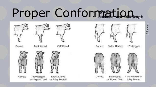 Shifting the Workload to Your Livestock - Presented by Meg Grzeskiewi…