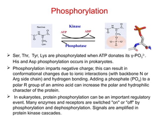 enzyme reaction on nuclic acid and proteian reaction | PPT