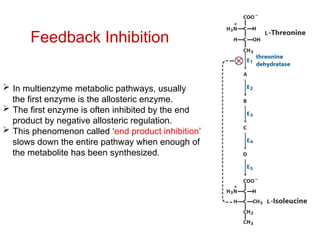 enzyme reaction on nuclic acid and proteian reaction | PPT