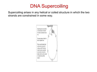 DNA coiling around the DNA stands presentation.pptx