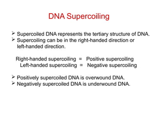 DNA coiling around the DNA stands presentation.pptx