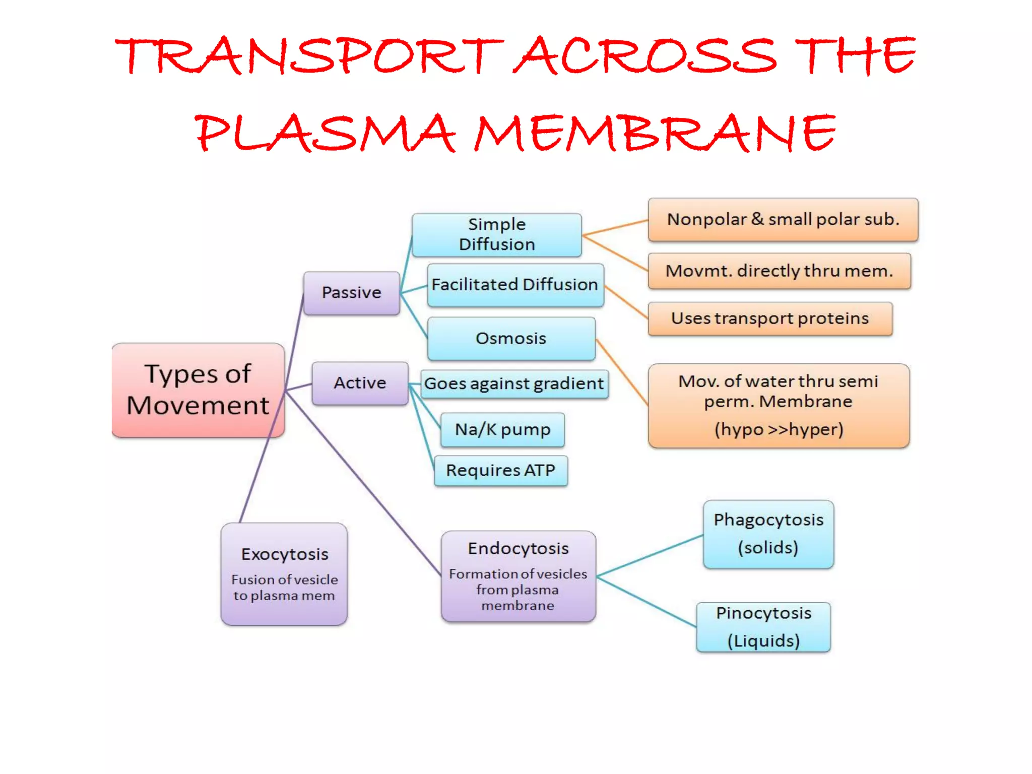 DISEASES RELATED DUE TO DEFECT IN TRANSPORT MECHANISM | PDF
