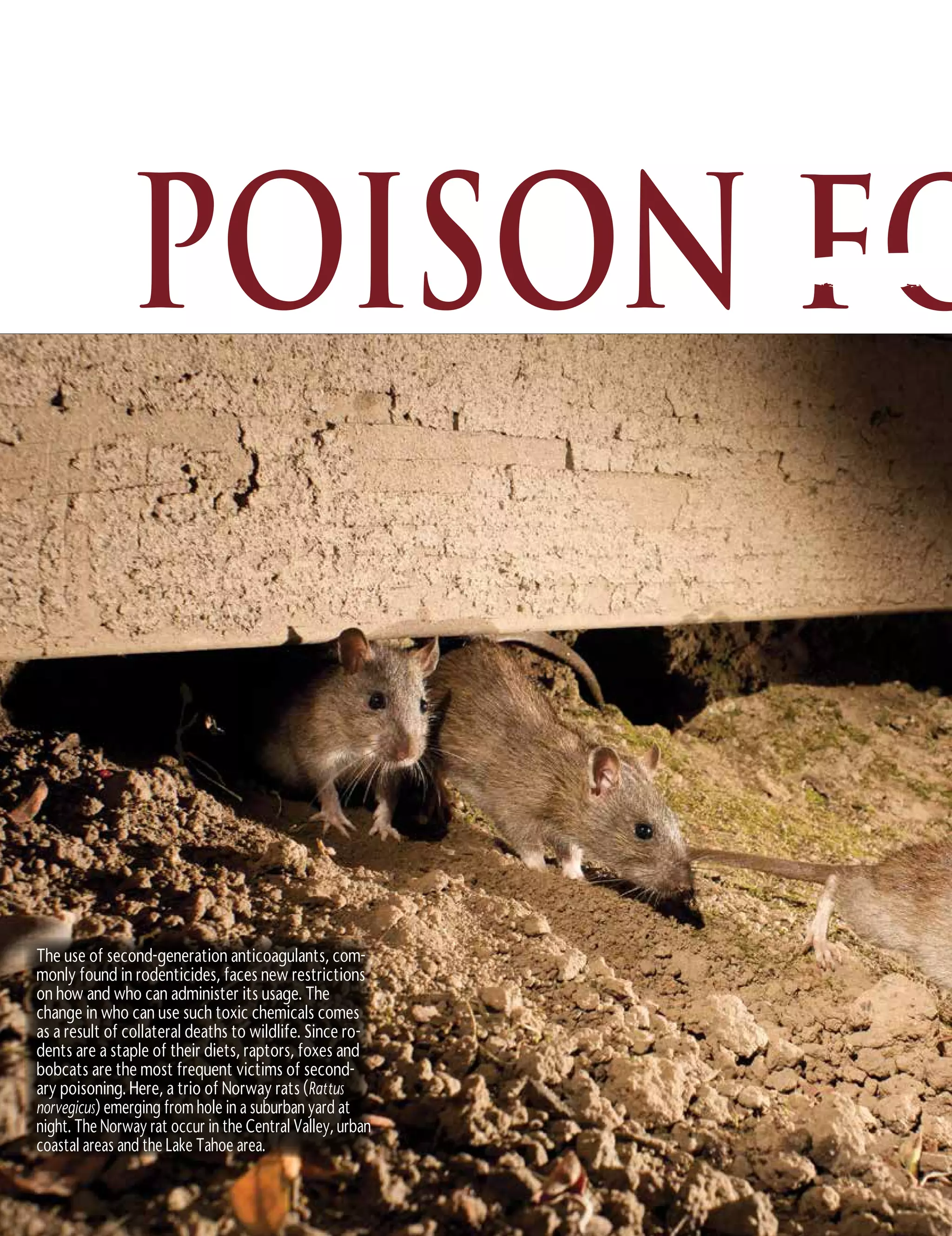 Poison-Food-Chain_OC-MJ2014 | PDF