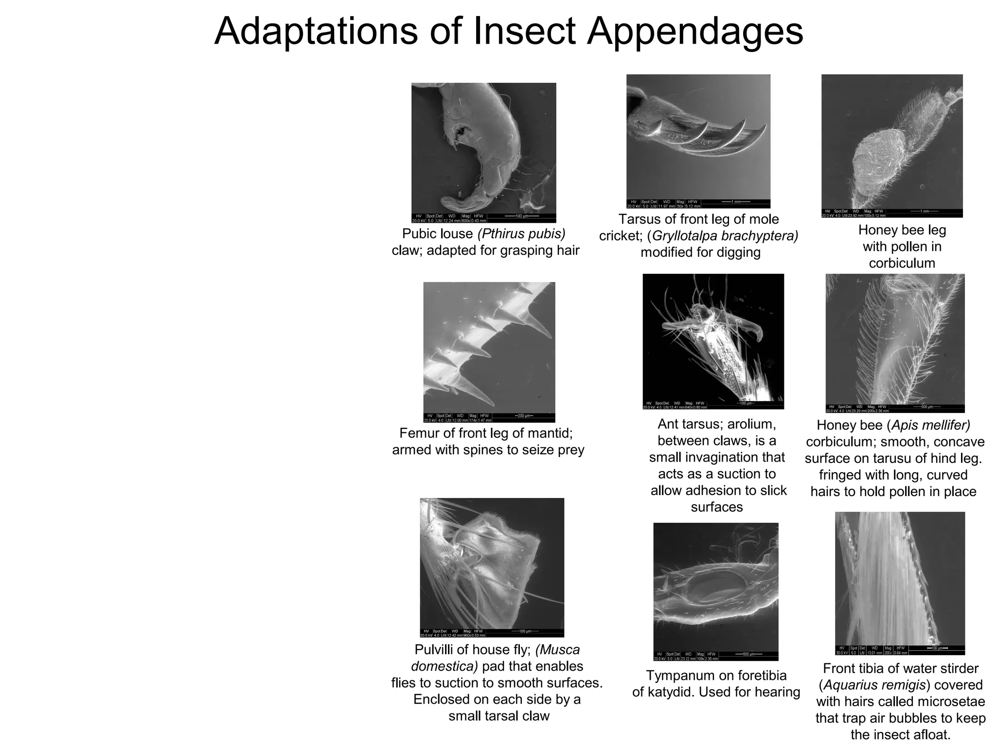 insect legs | PPT