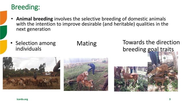 Overview of Community Based Breeding Program and implementation ...