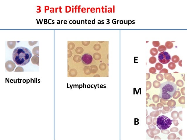 How to interpret Hematology CBC reports