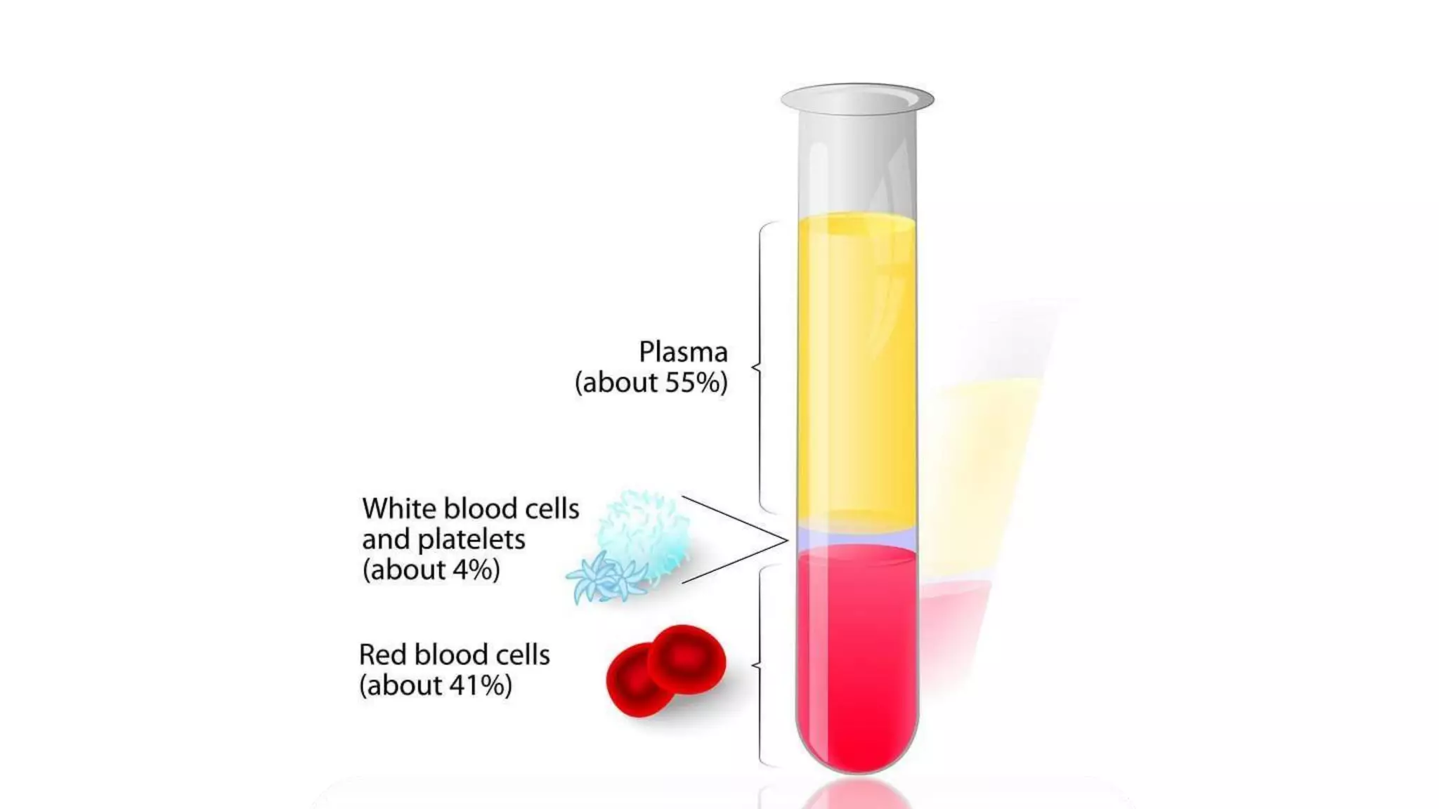 Complete Blood Count Interpretation | PPTX