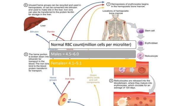 Complete Blood Count Interpretation | PPTX | Blood Disorders | Diseases ...