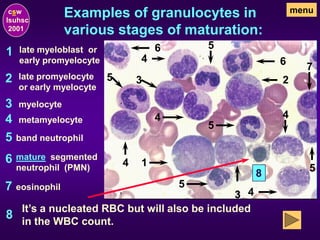 CBC Part 2 - WBC Differential & Morphology.pdf