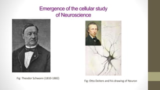 History of Neuroscience | PPTX