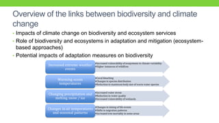 Synergies between climate change adaptation and biodiversity | PPT