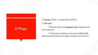 Bacteriophage ,cycle &phages production. | PPTX
