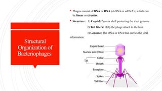 Bacteriophage ,cycle &phages production. | PPTX