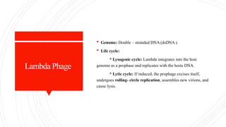 Bacteriophage ,cycle &phages production. | PPTX