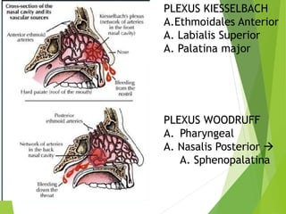 CBD Epistaksis Posterior | PPTX