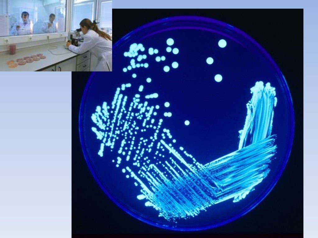 Bacteriological Analysis Of Analysis chemical Analysis Of Water solid bacteriological-analysis-of-analysis-chemical-analysis-of-water-solid