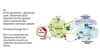 Cerebral blood flow autoregulation and brain energy metabolism | PPTX