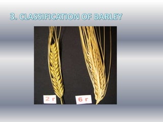 Barley Processing Technology | PPTX