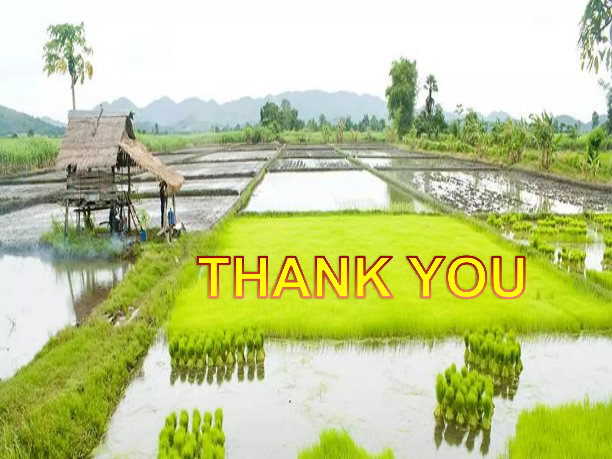 PROCESSING OF RICE - FOOD TECH | PPTX