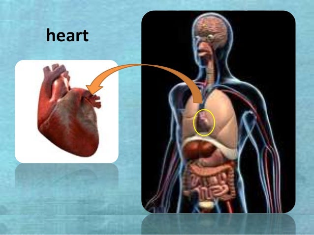 CBI Unit: Health Topic: Human Organs M1 by ETM