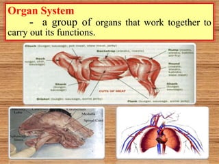 Biological Organization(demo) | PPTX