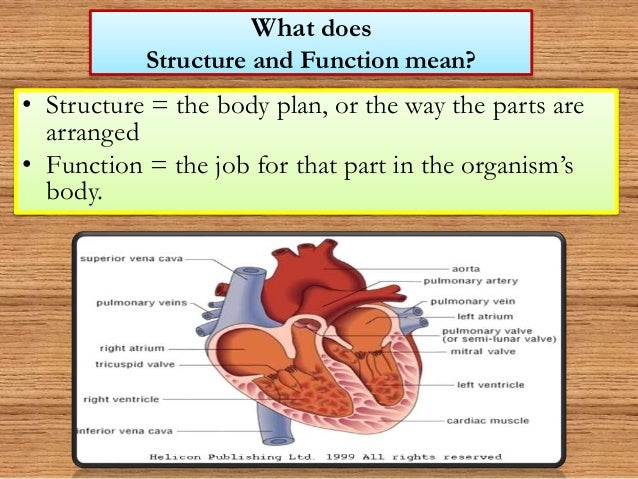 Biological Organization(demo)