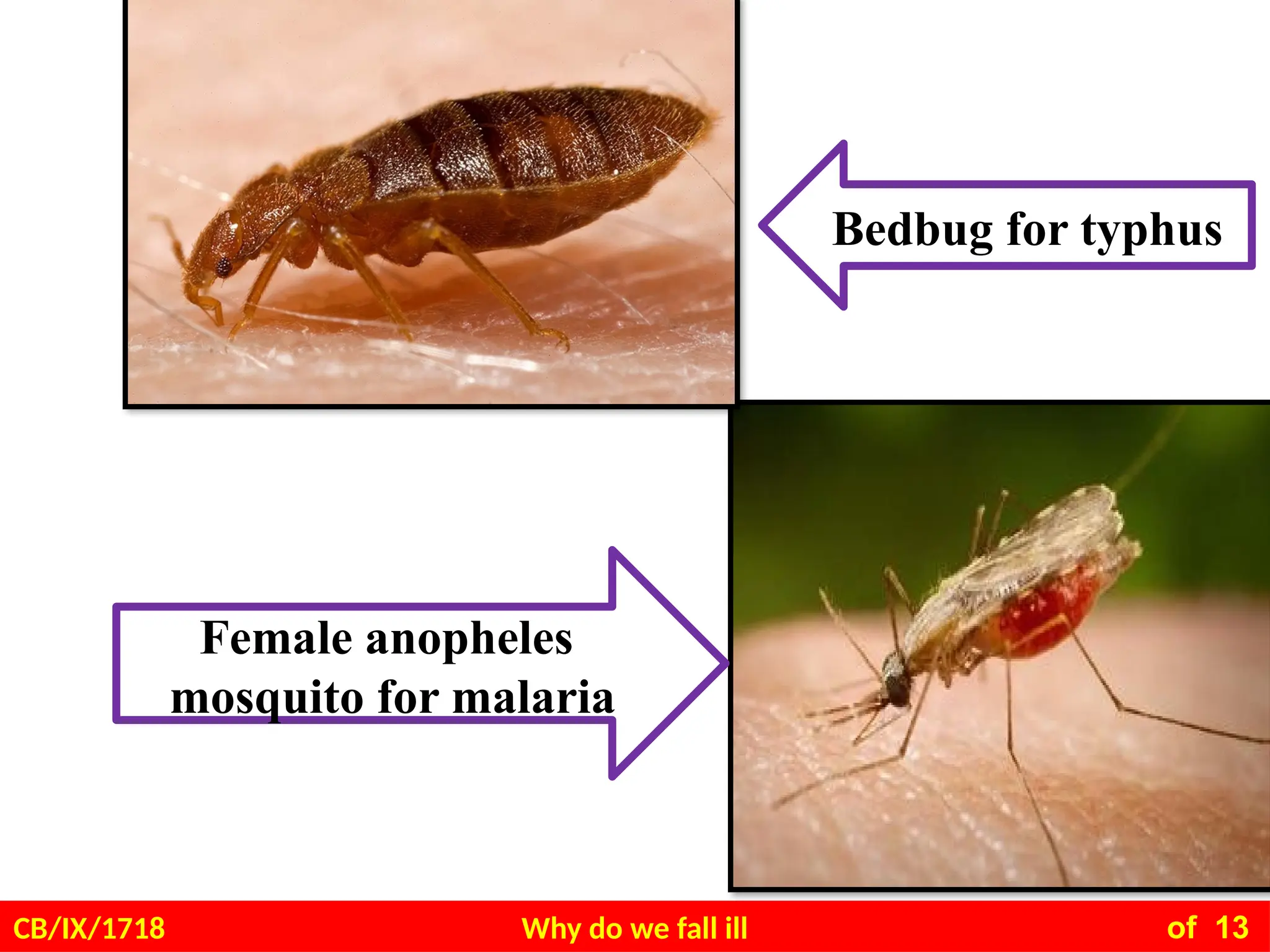 CB_IX_Bio_13_Why do we fall ill.pptx of class | PPTX