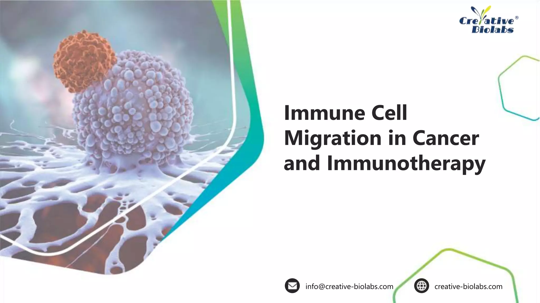 Immune Cell Migration in Cancer and Immunotherapy - Creative Biolabs | PPTX