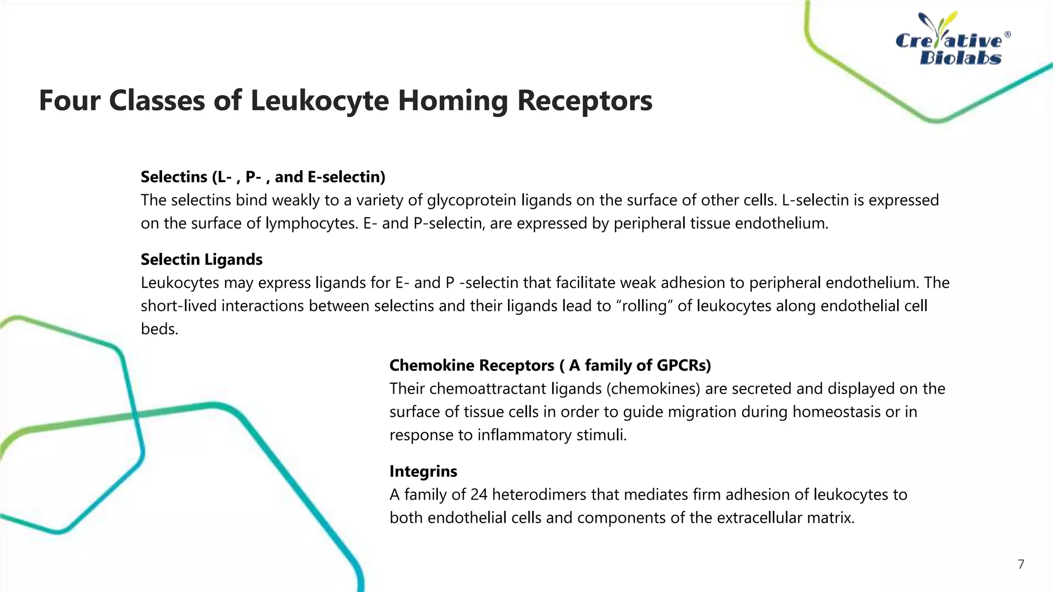 Immune Cell Migration in Cancer and Immunotherapy - Creative Biolabs | PPTX