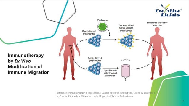 Immune Cell Migration in Cancer and Immunotherapy - Creative Biolabs | PPTX
