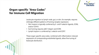 Immune Cell Migration in Cancer and Immunotherapy - Creative Biolabs | PPTX