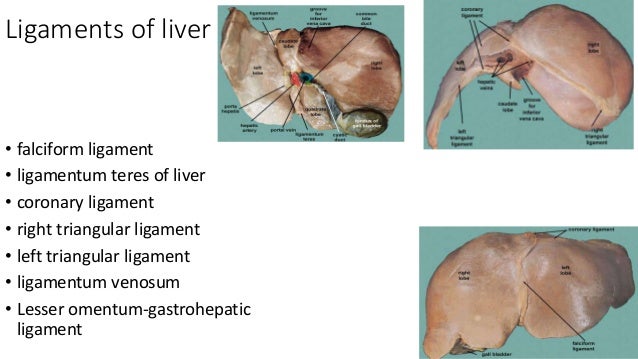 Cbl liver &hepatobiliary apparatus