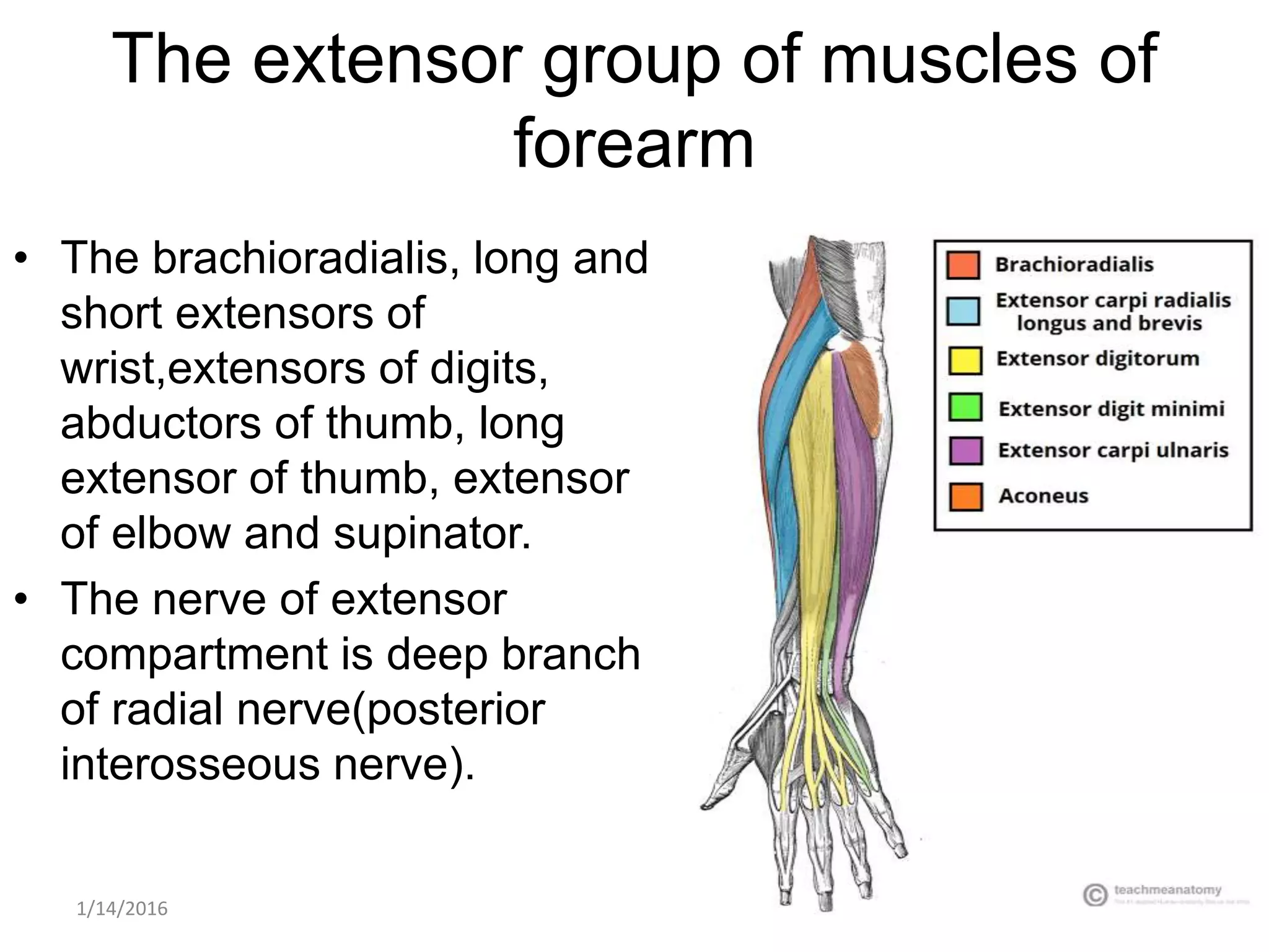 Cbl cubital fossa, forearm and hand | PPTX