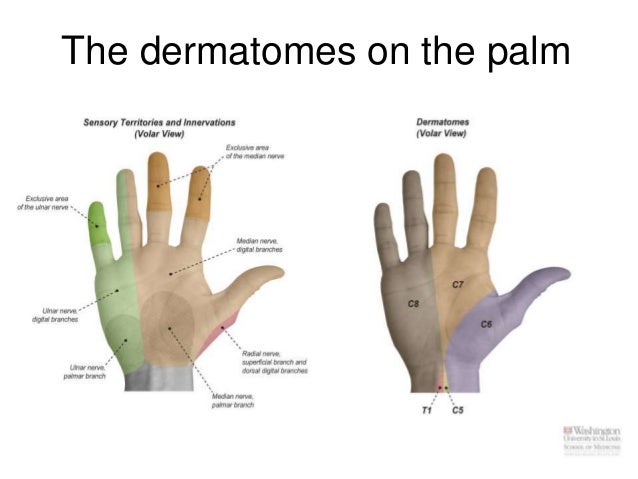 Cbl cubital fossa, forearm and hand