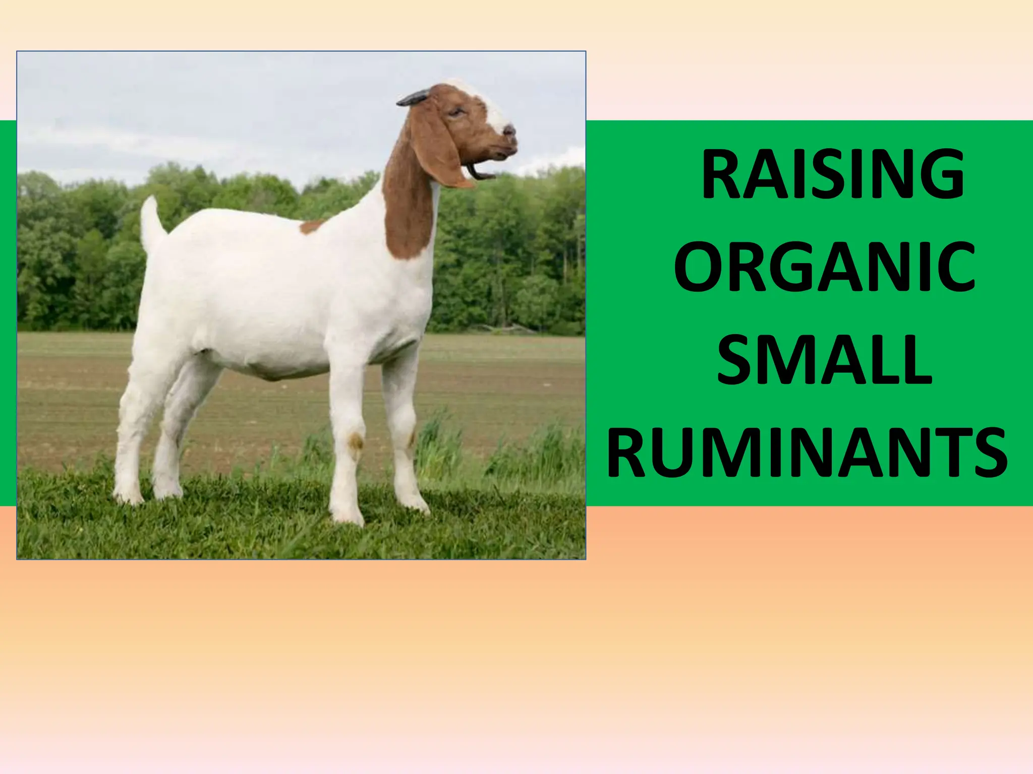 CBLM_Raising_Organic_Goat_Manual_for_beginners.pptx