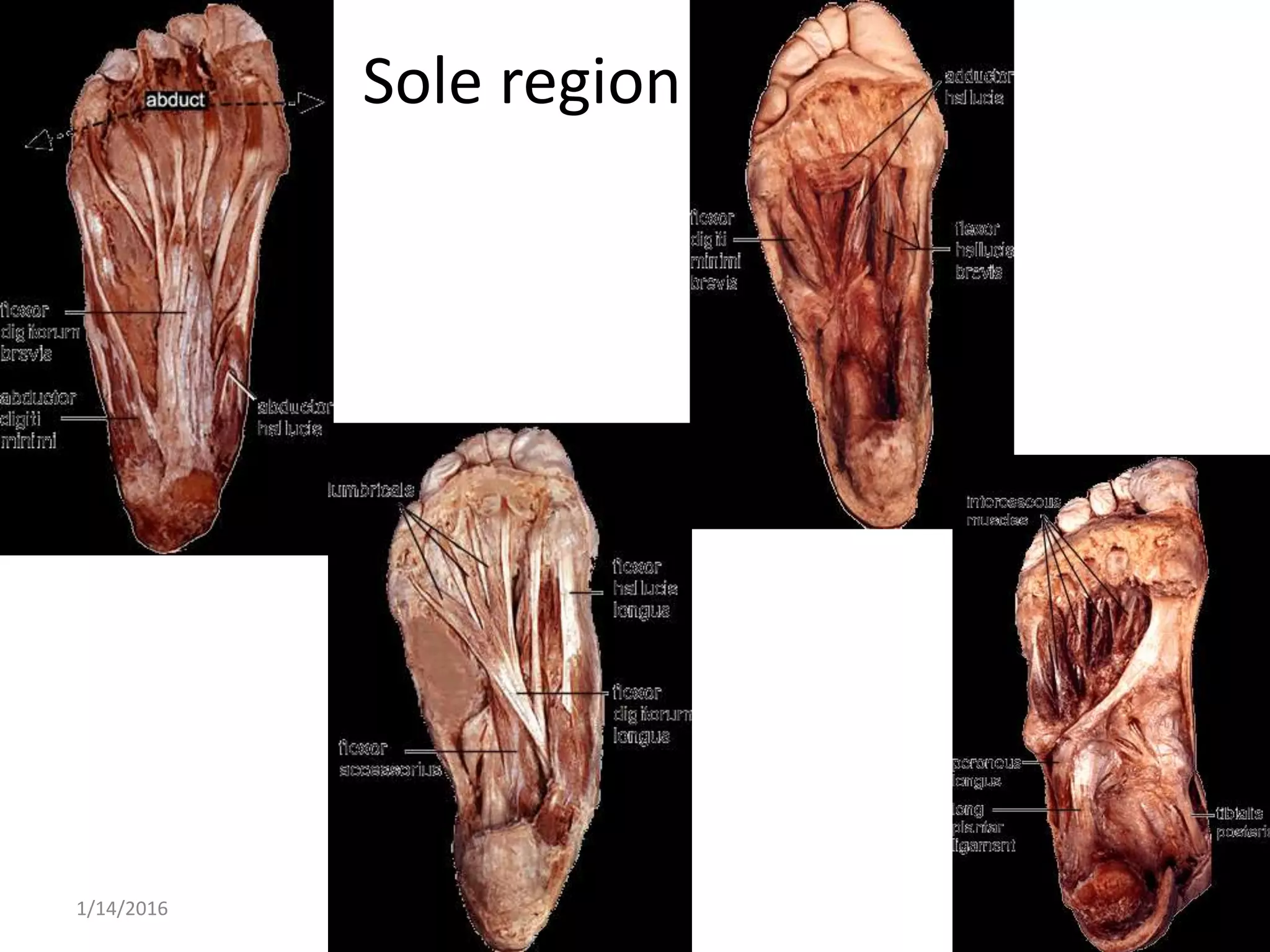 Cbl popliteal fossa,leg and foot | PPTX