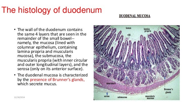 Cbl –stomach & duodenum