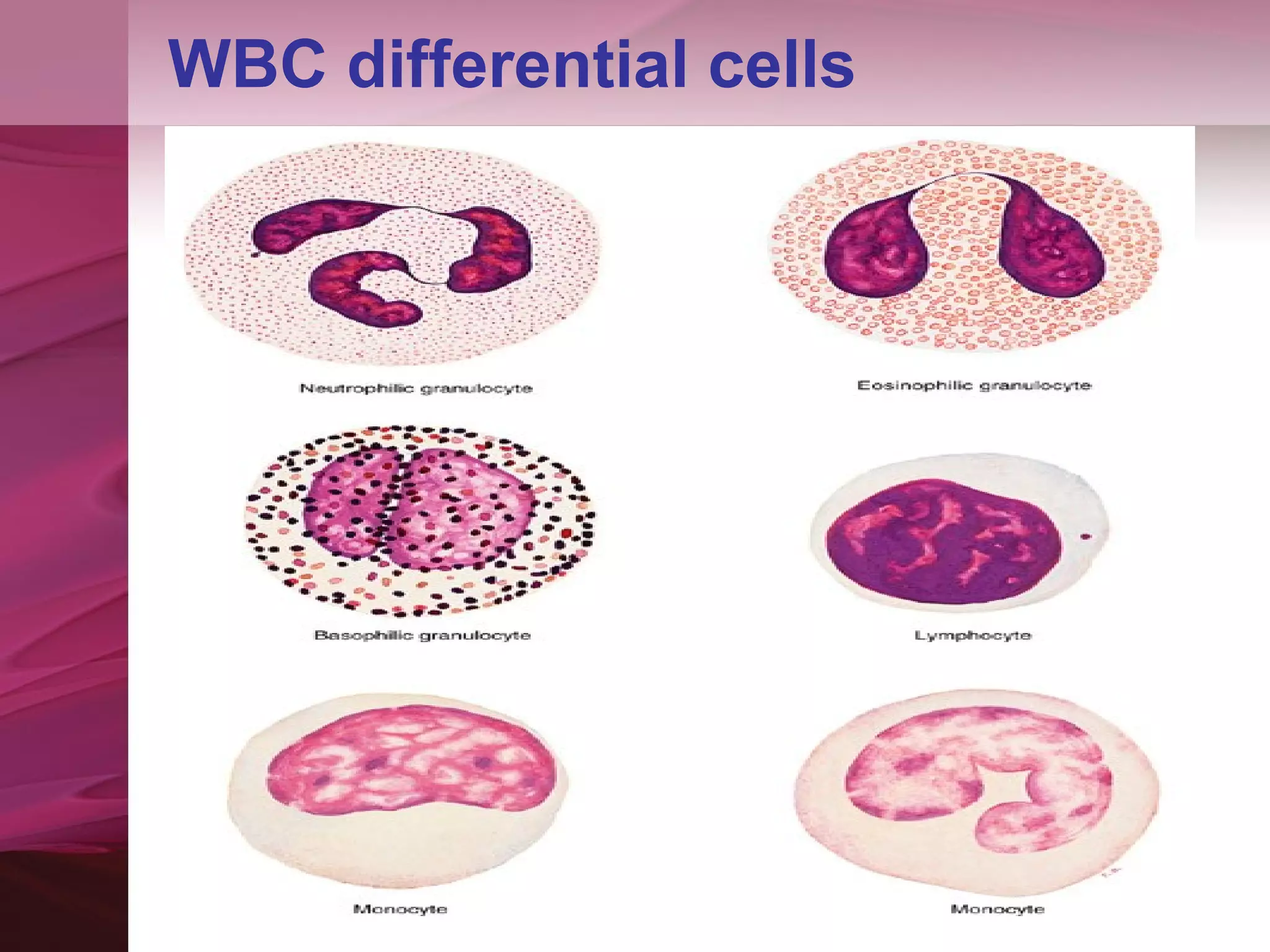 Cbp (3)complete blood picture | PPT