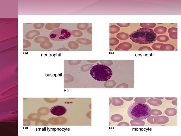 Cbp (3)complete blood picture | PPT