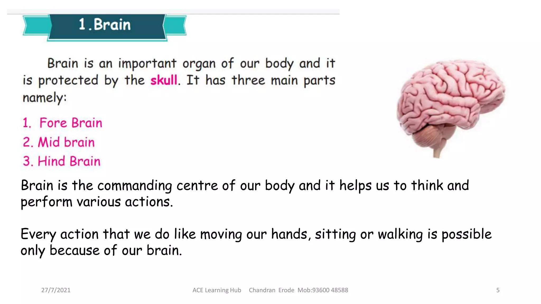 Cbse 4th science my body : Internal organs | PPTX