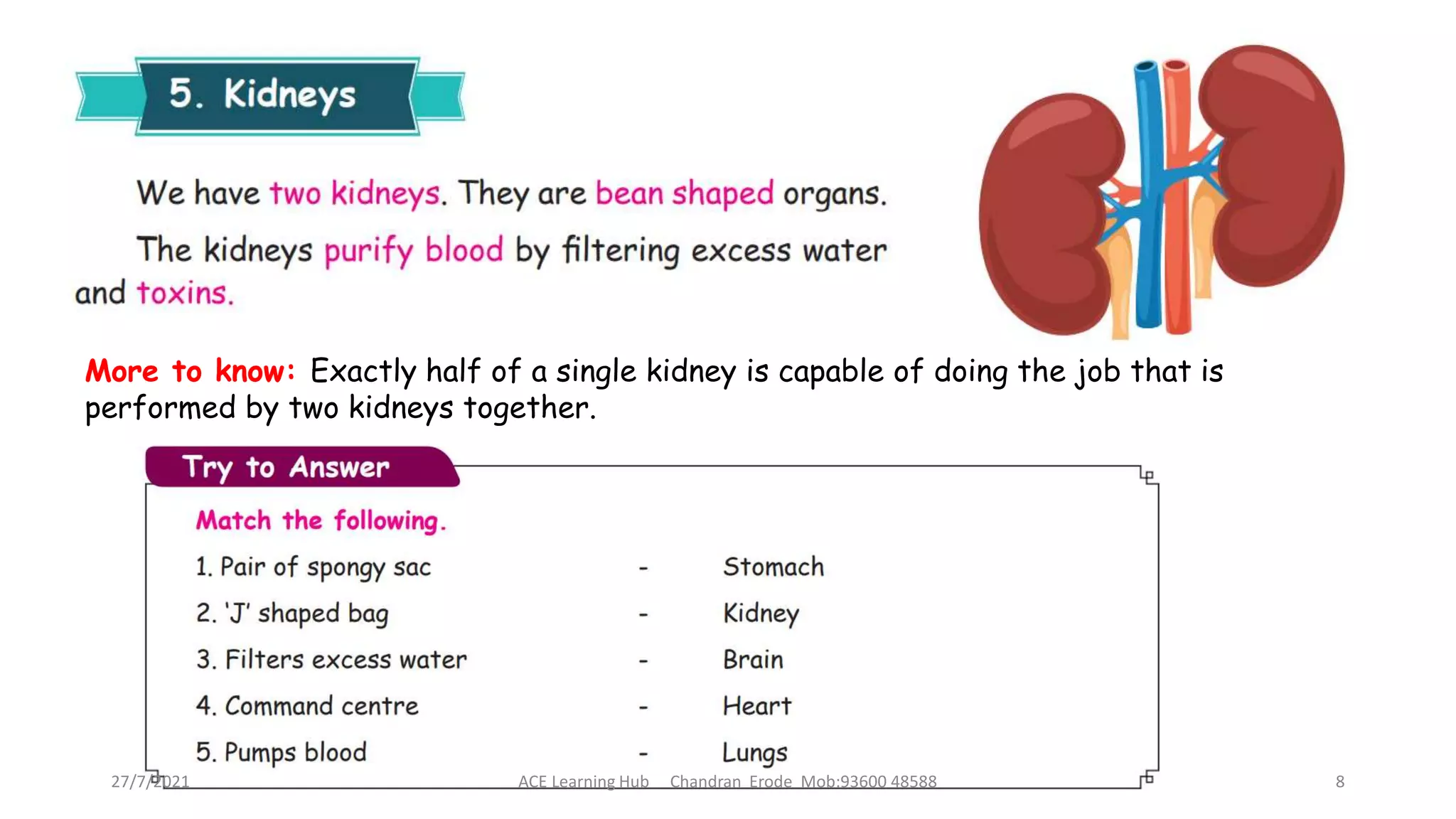 Cbse 4th science my body : Internal organs | PPTX